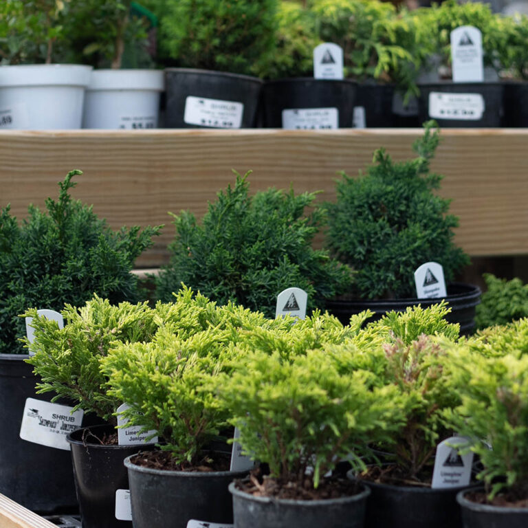 Evergreen - Ken's Gardens