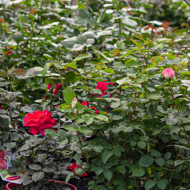 Roses - Ken's Gardens