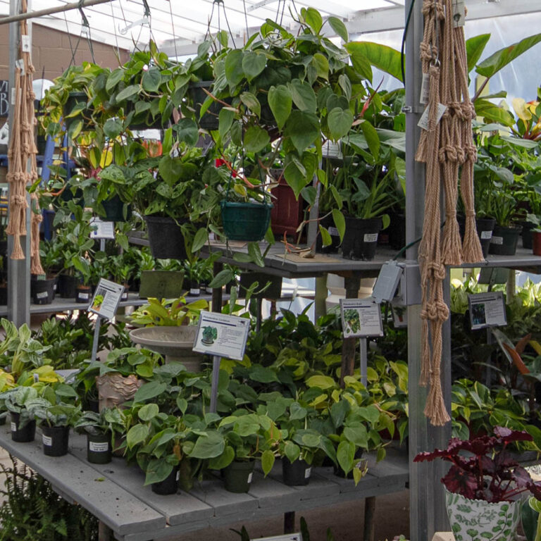 House Plants - Ken's Gardens
