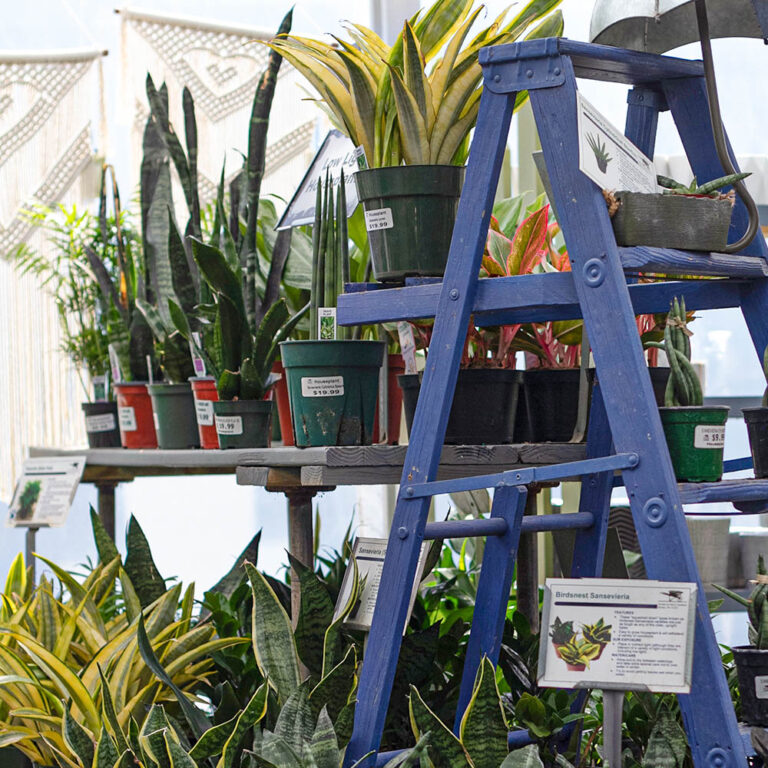 House Plants - Ken's Gardens