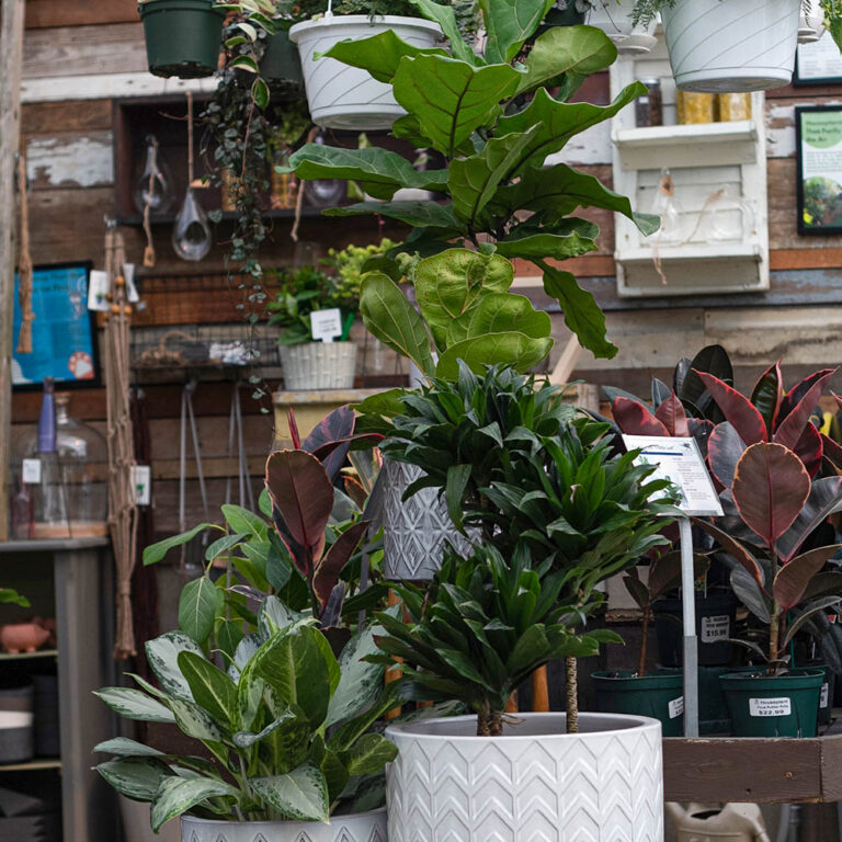 House Plants - Ken's Gardens