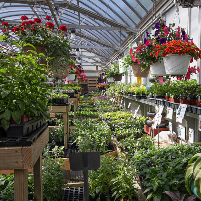 Annuals - Ken's Gardens