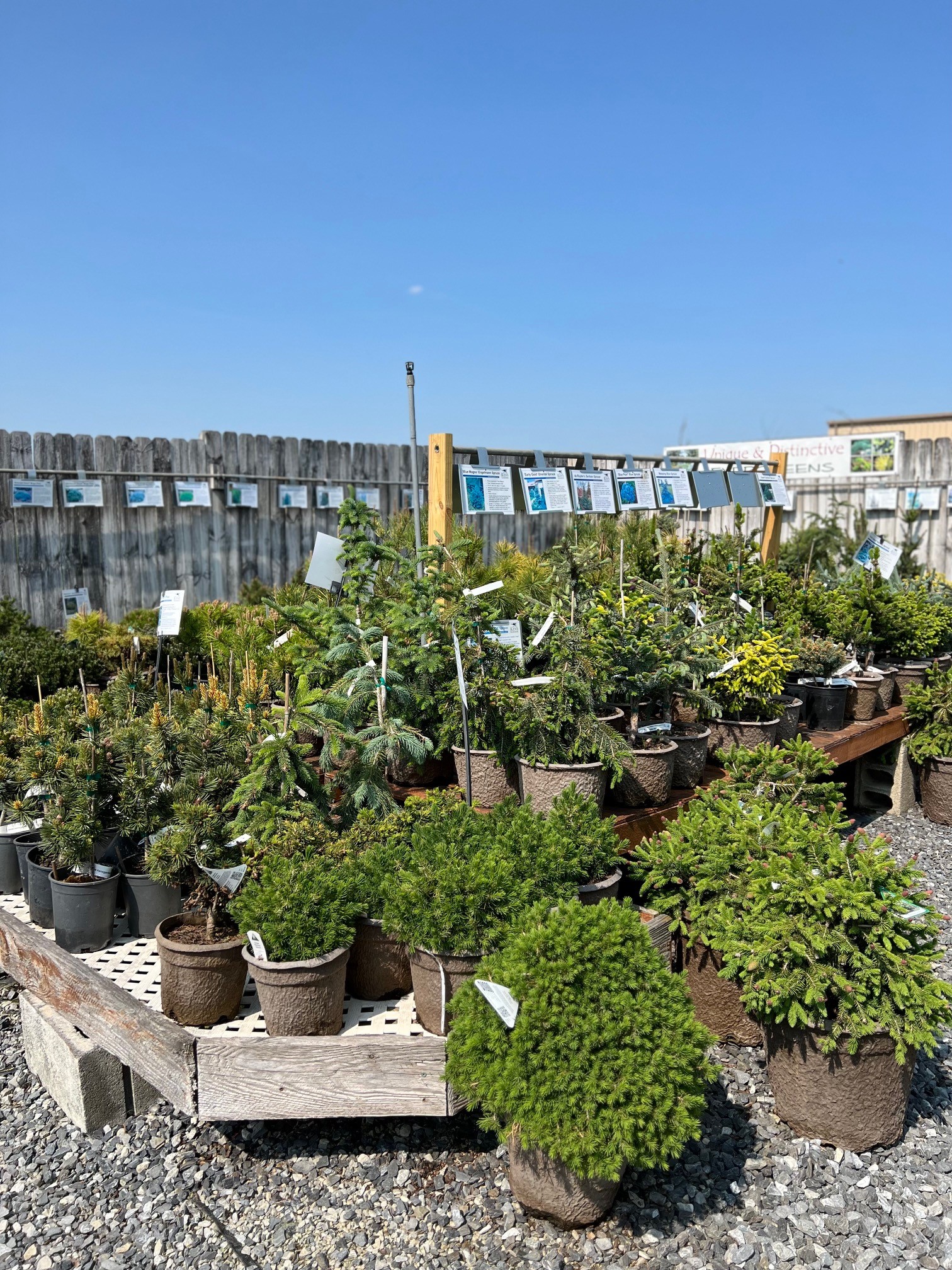 Unique Shrubs & Shrub Care - Ken's Gardens