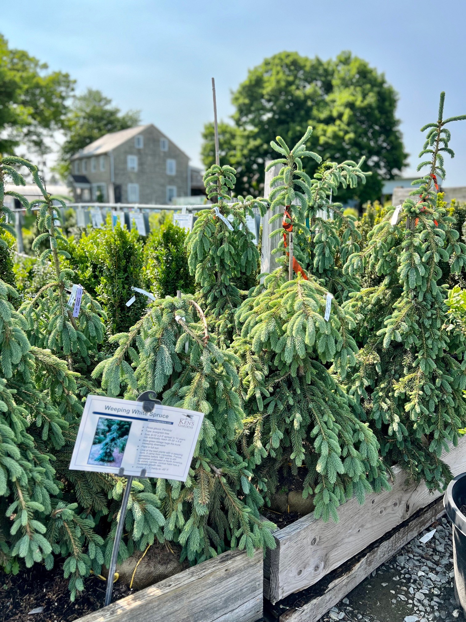 Unique Shrubs & Shrub Care - Ken's Gardens