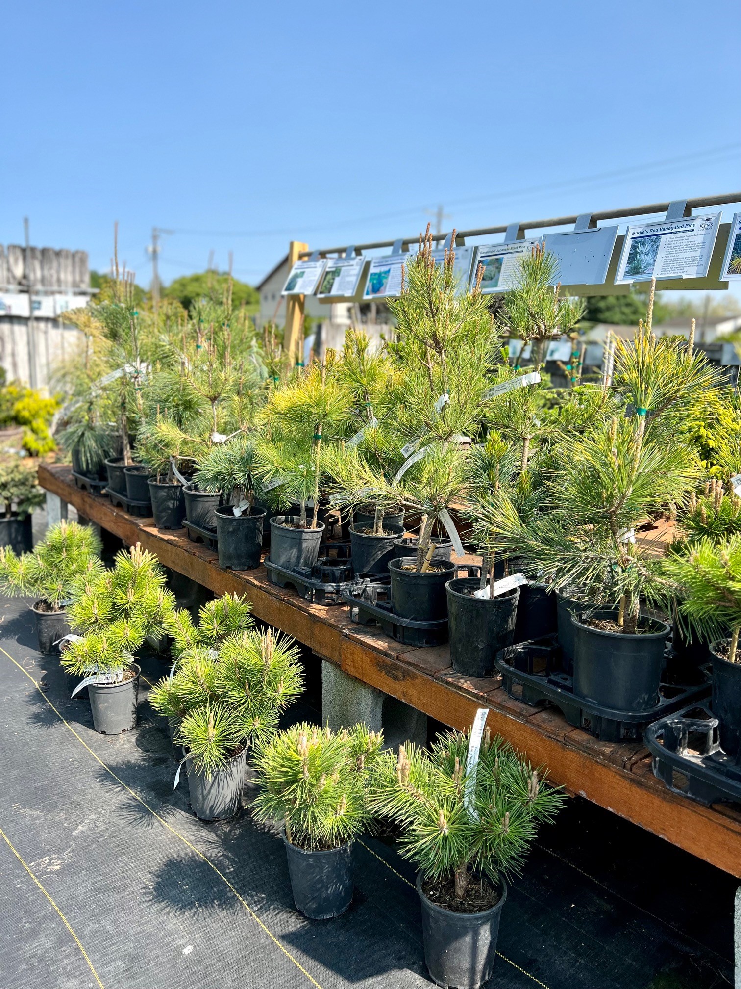 Unique Shrubs & Shrub Care - Ken's Gardens