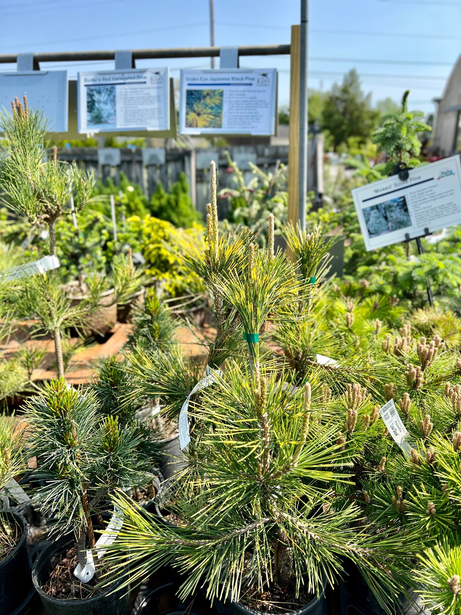 Unique Shrubs & Shrub Care - Ken's Gardens