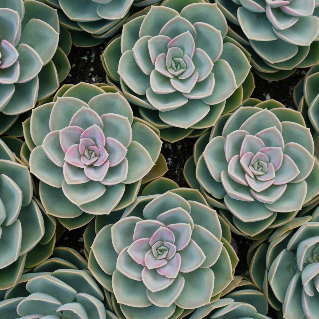 Succulents - Ken's Gardens